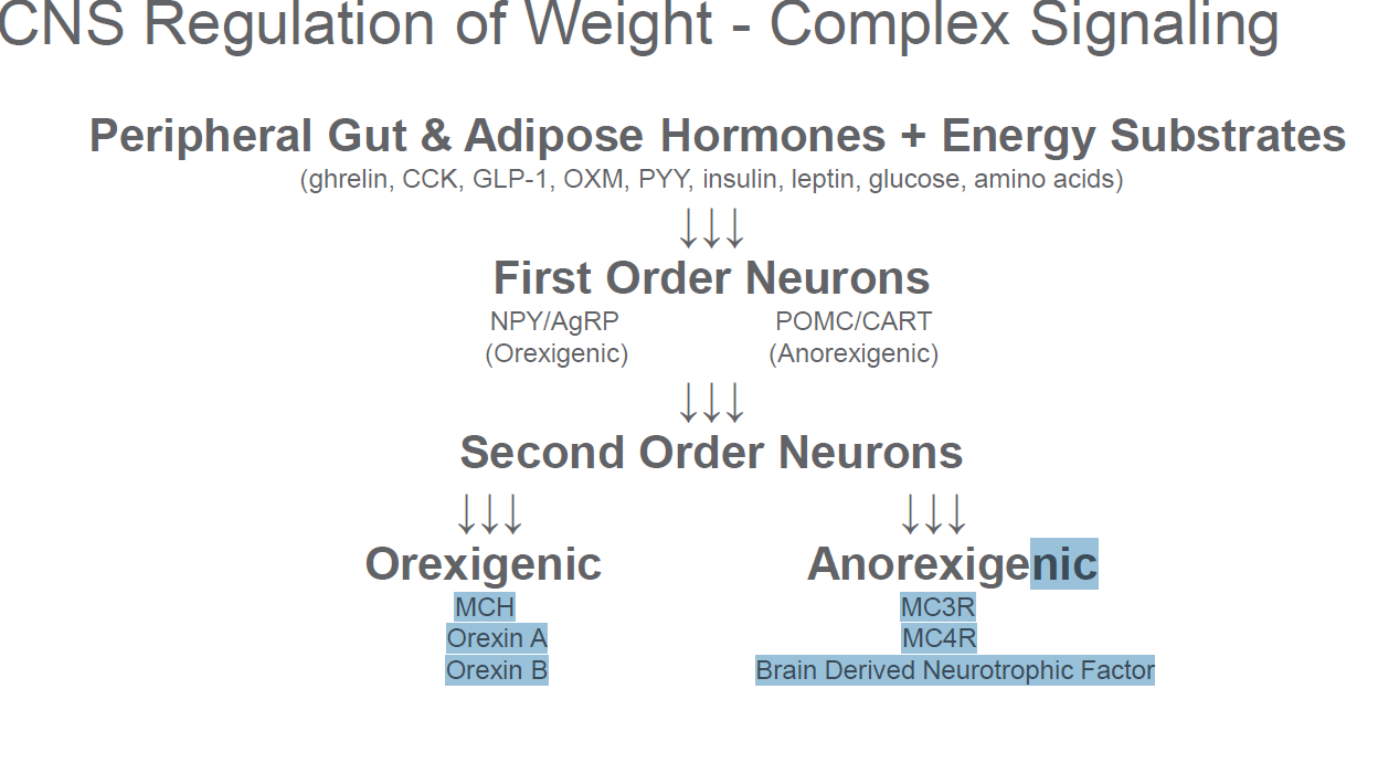 Explaining the pathophysiology of Obesity - Onestop