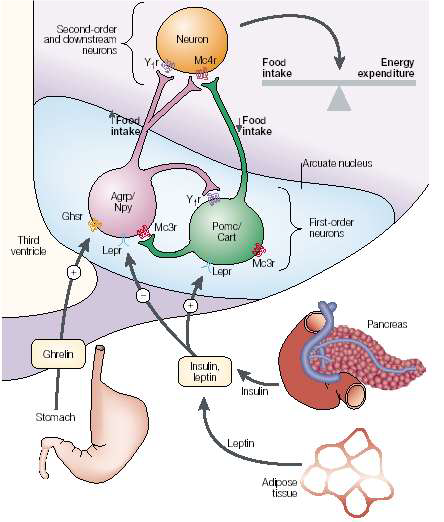 Explaining the pathophysiology of Obesity - Onestop